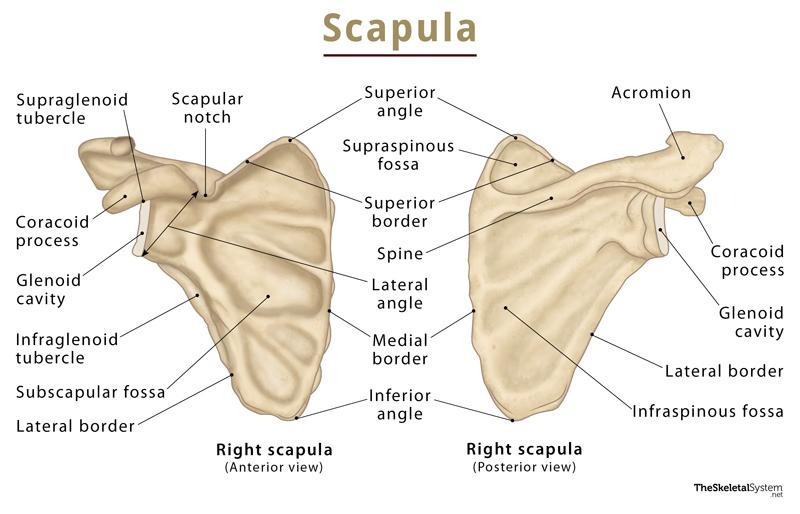 Scapula Shoulder Blade Anatomy Location Labeled Diagram