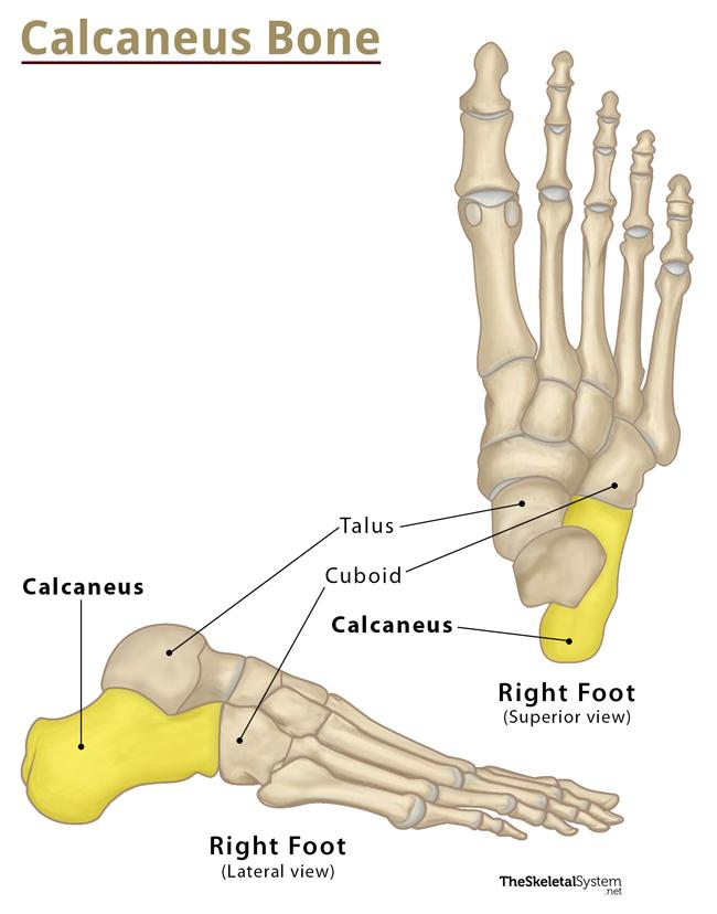 Calcaneus Heel Bone Definition Location Anatomy Diagram