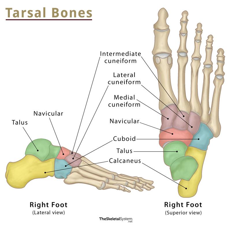 Tarsal Bones Definition Anatomy Location Functions