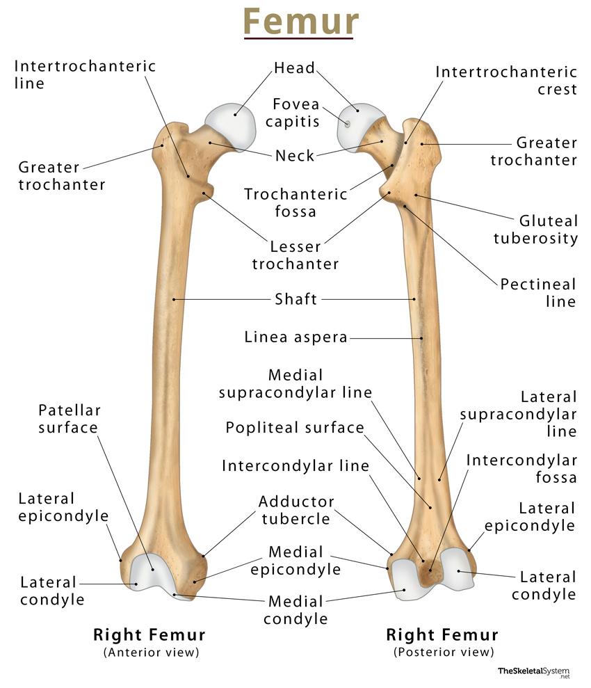 Femur Bone Labeled