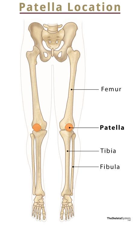 Patella Kneecap Definition Location Anatomy Diagram