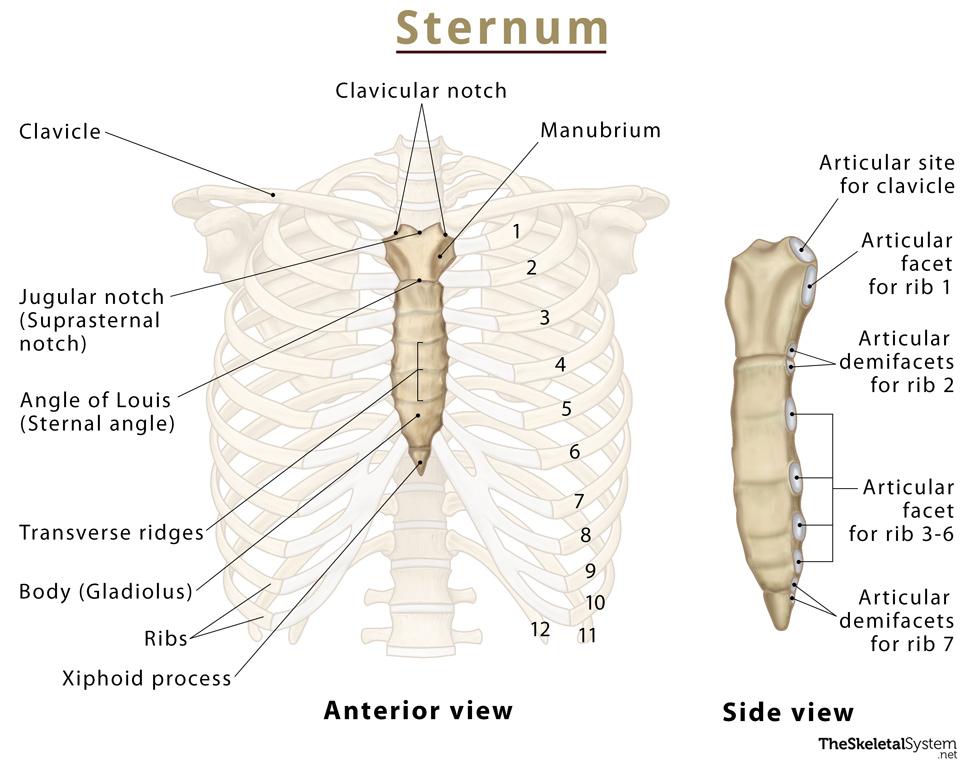 Sternum Anatomy Parts Location Functions Diagram