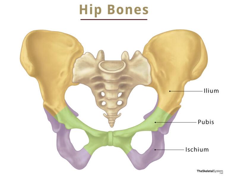 Hip Bone Coxal Bone Anatomy Location Functions Diagram