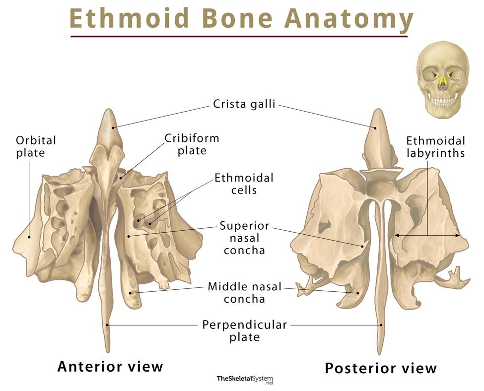 Ethmoid Anatomy
