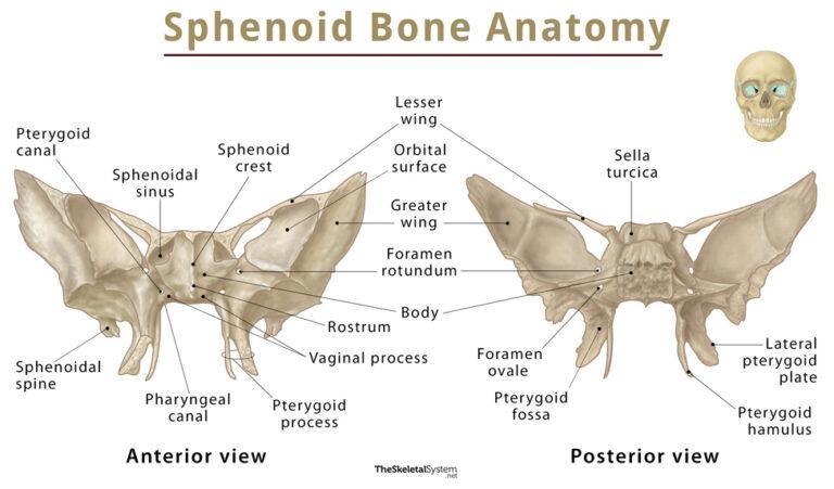 Sphenoid Bone Location Function Anatomy And Labeled Diagram