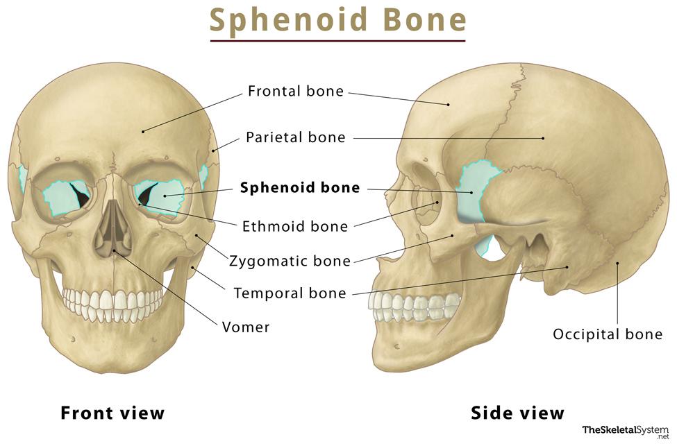 Sphenoid Bone Location Function Anatomy Labeled Diagram