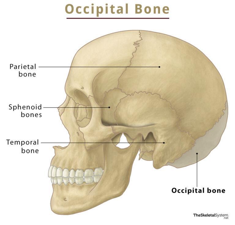 Occipital Bone Diagram - vrogue.co Occipital Bone Diagram - vrogue.co