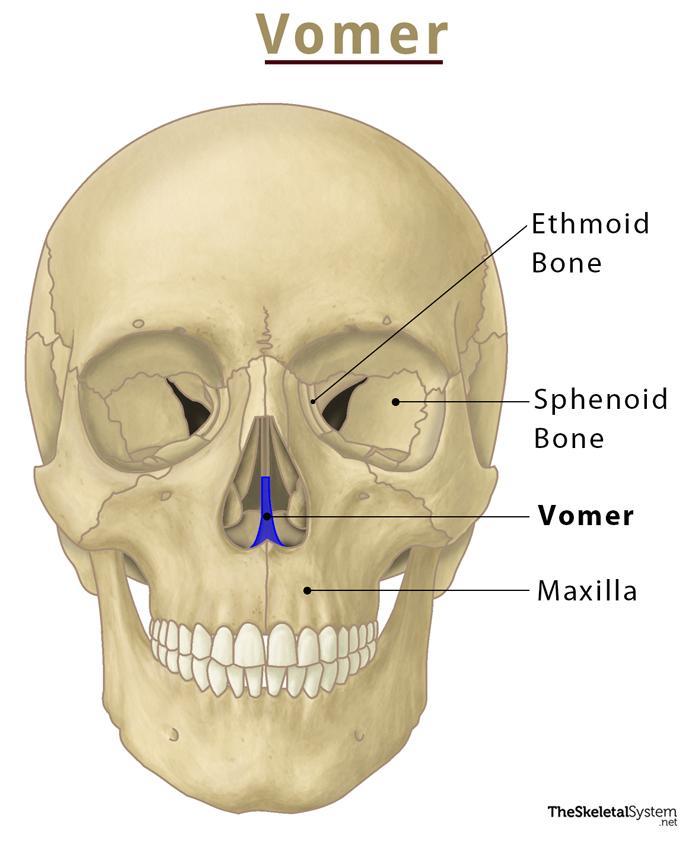 Ethmoid Bone Location Function Anatomy Diagram 56 OFF