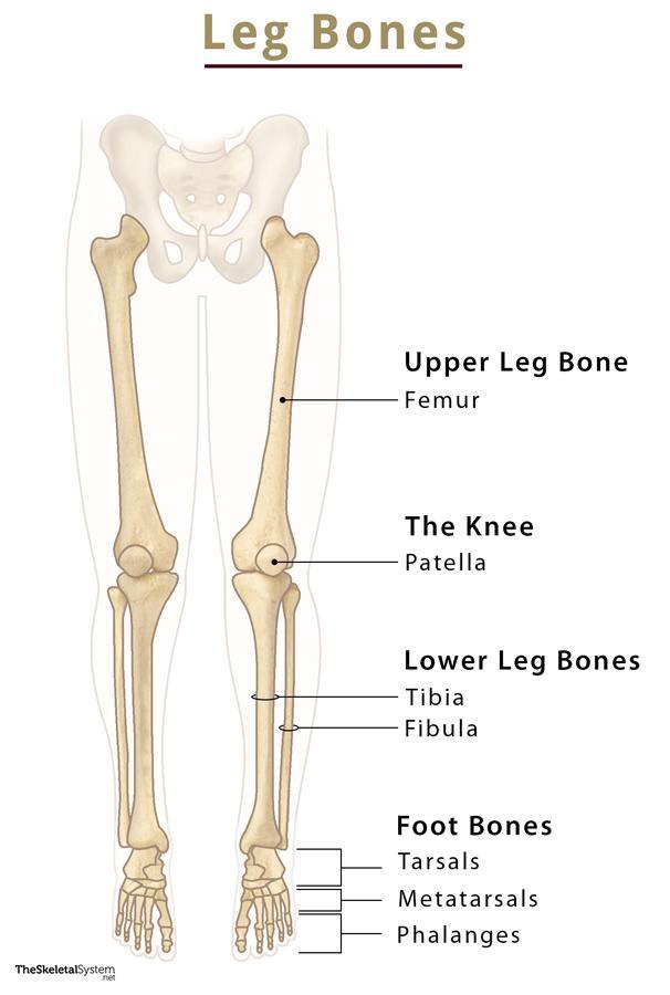 Bones In The Leg Their Names Basic Anatomy Labeled Diagram