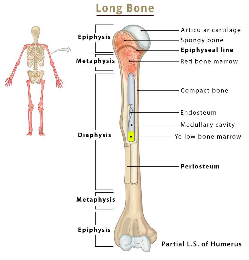 Label The Bone Diagram