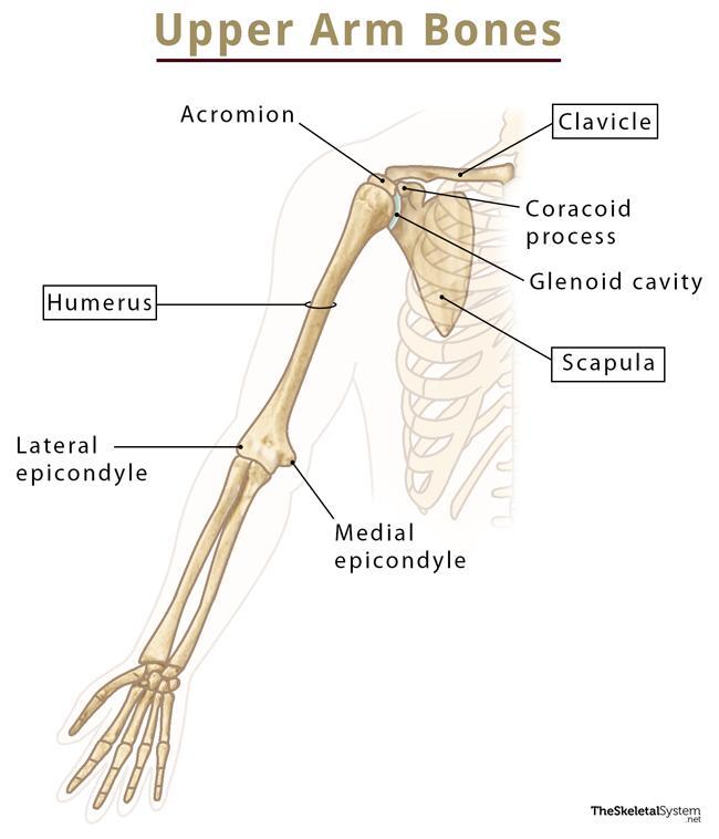 Bones Of The Arm List Of Names With Labeled Diagrams 55 OFF