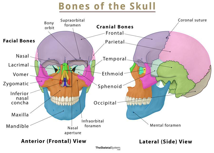 Skull Names Of The Bones In The Head Anatomy Labeled Diagram