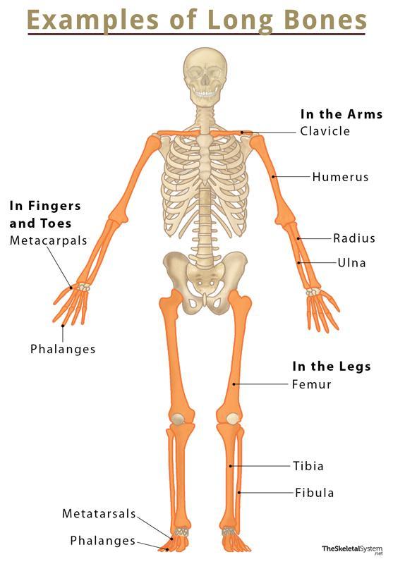 Long Bones Anatomy Examples Function Labeled Diagram