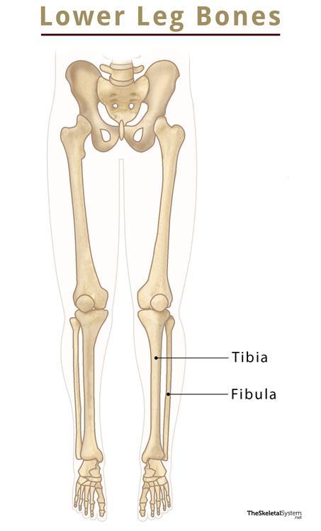 Bones In The Leg Their Names Basic Anatomy Labeled Diagram