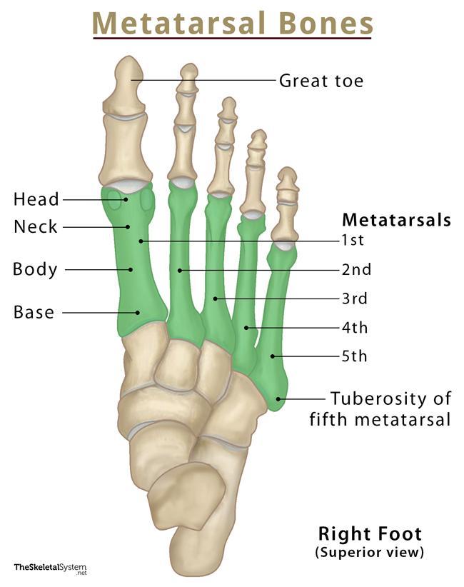 Metatarsal Bones Definition Location Anatomy Functions