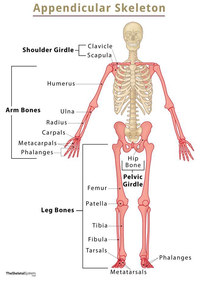 Appendicular Skeleton Definition And List Of Bones With Labeled Diagram