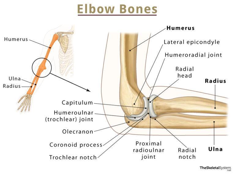Elbow Bones: Names, Basic Anatomy, & Diagrams Elbow Bones: Names, Basic Anatomy, & Diagrams