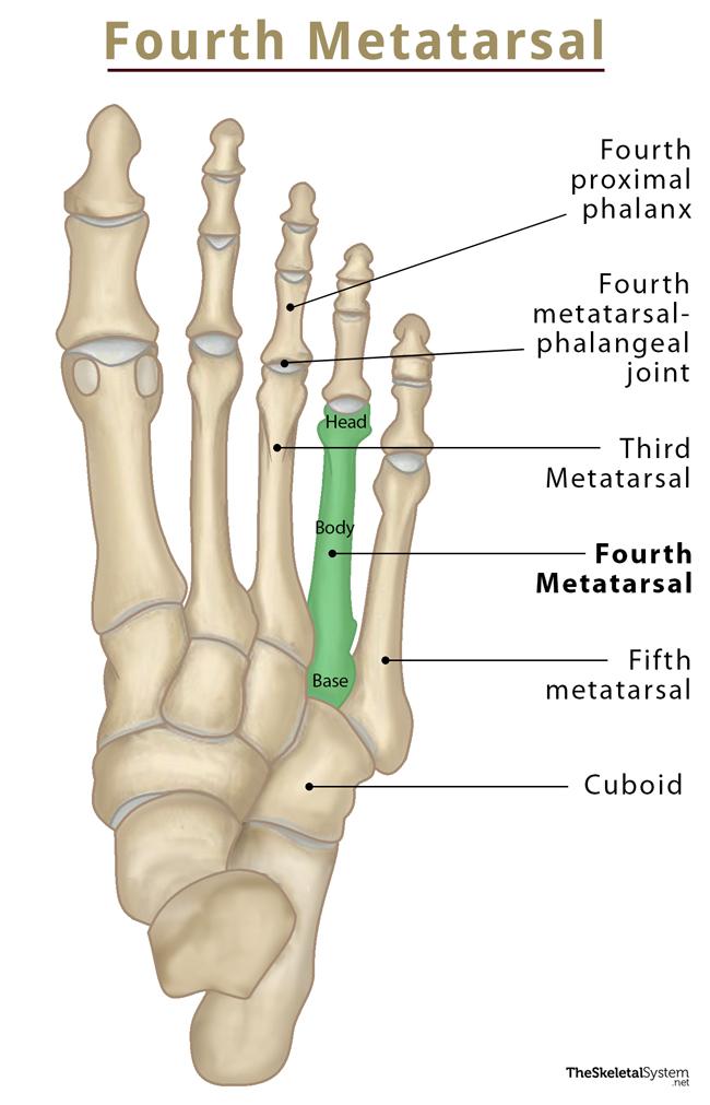 Second Metatarsal Bone Location Anatomy Diagram Second Metatarsal Bone Location Anatomy Diagram