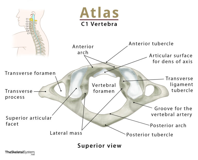 Axis C2 Vertebra Anatomy Functions And Labeled Diagram